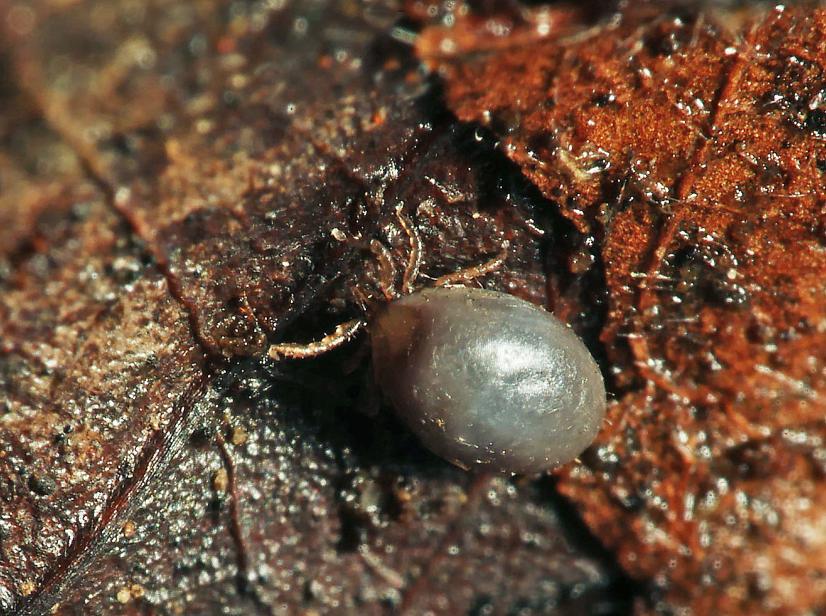 NSF-EID Lyme Gradient Project: Engorged blacklegged tick larvae waiting ...