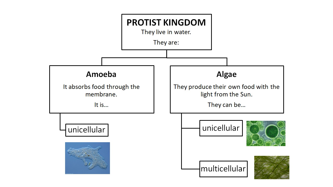 Clase de 5º - Andrés Segovia: UNIT 1: Protist Kingdom