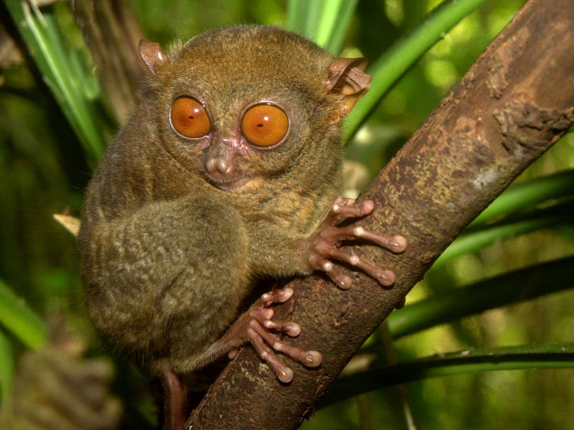 Animalandia: Philippine Tarsier