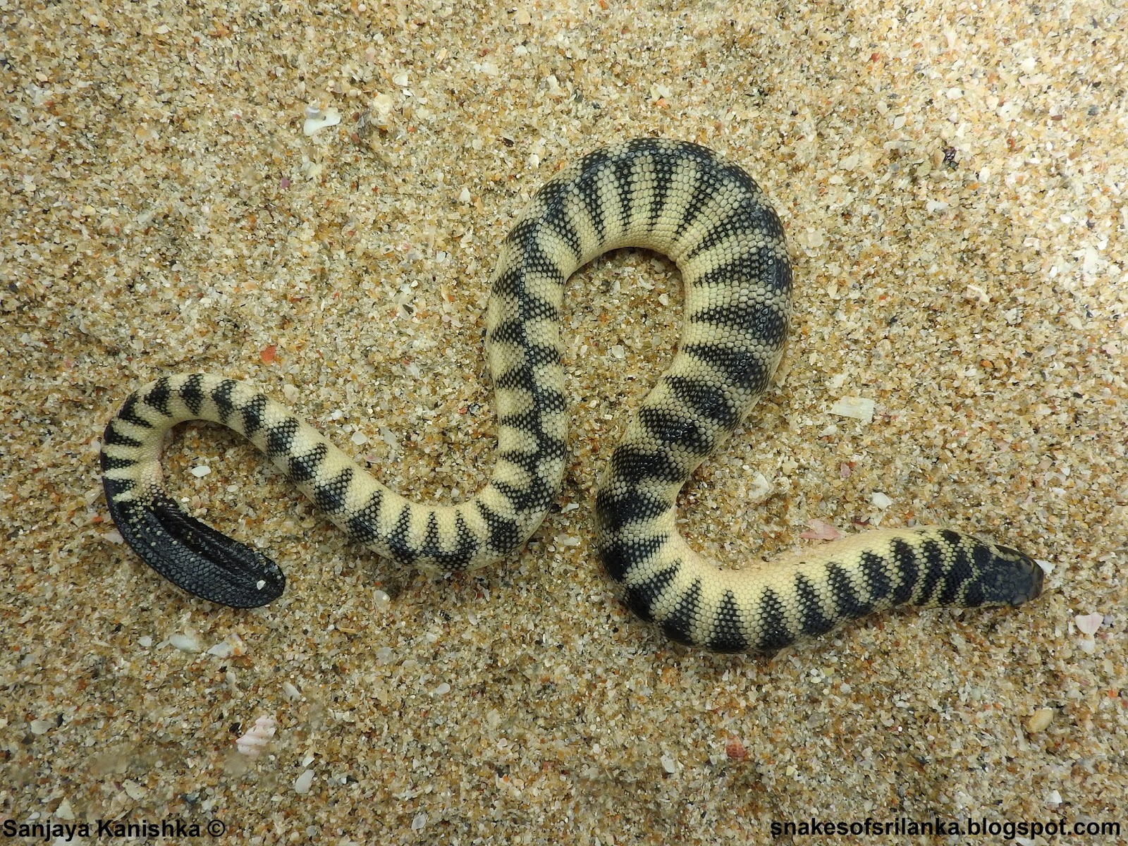 Shaw's Sea Snake/ශ්වෝගේ කුඩා මුහුදු නයා(Hydrophis curtus-Shaw, 1802)