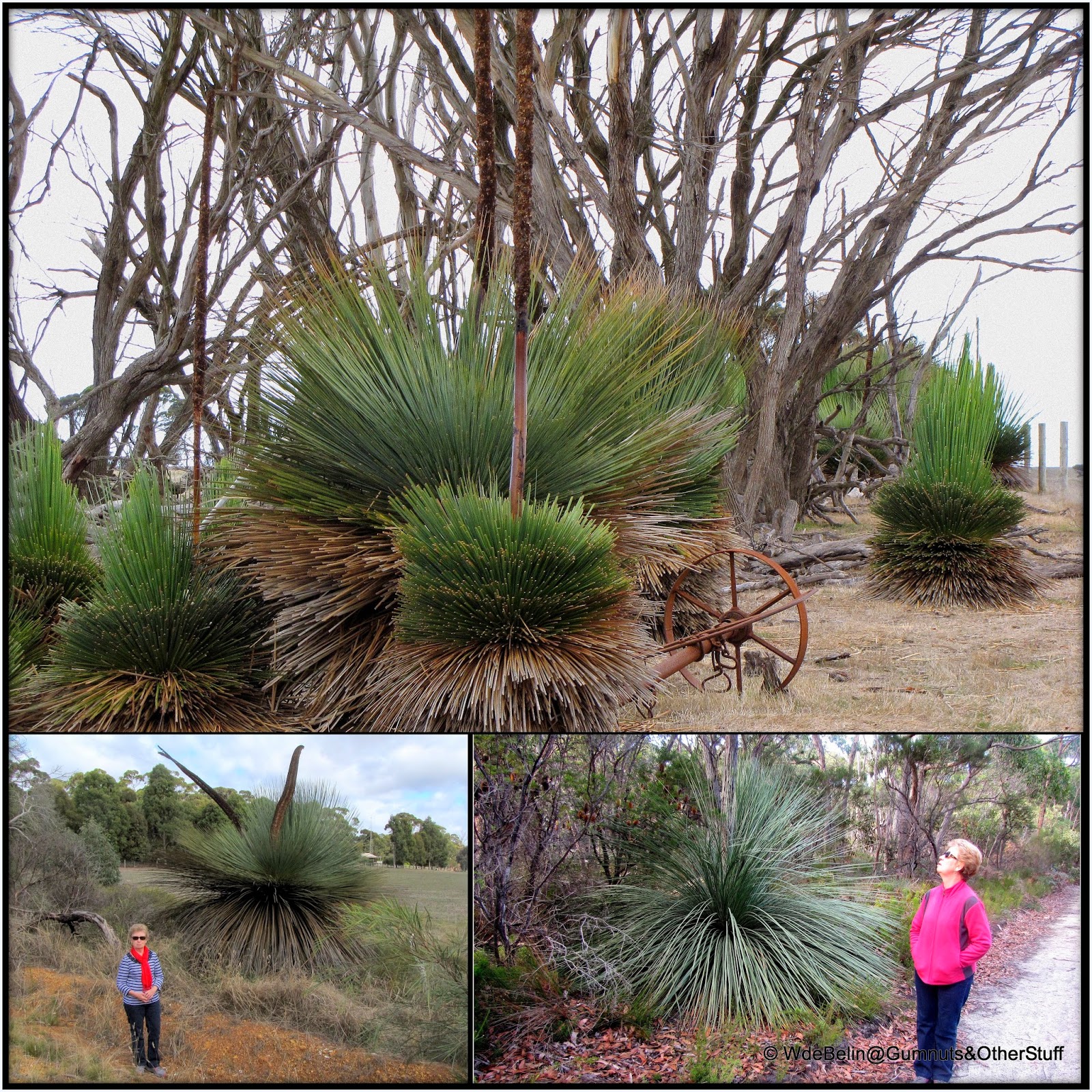 Flora Friday in Oz: Kangaroo Island in May