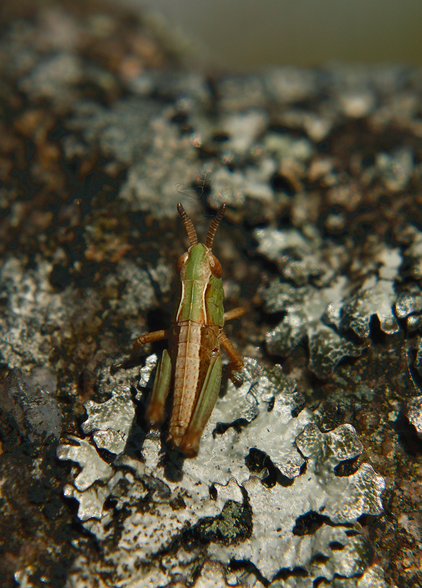Pixels On The Rocks: 'Baby' (Nymph) Grasshoppers