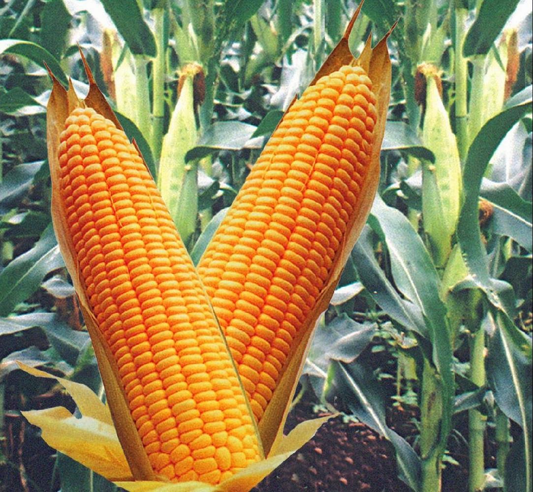 The Farmer Who Grew Excellent Corns - Learn Something New