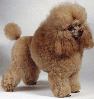 Кучета - домашни любимци: Пудел (Poodle) - предимно декоративна порода ...