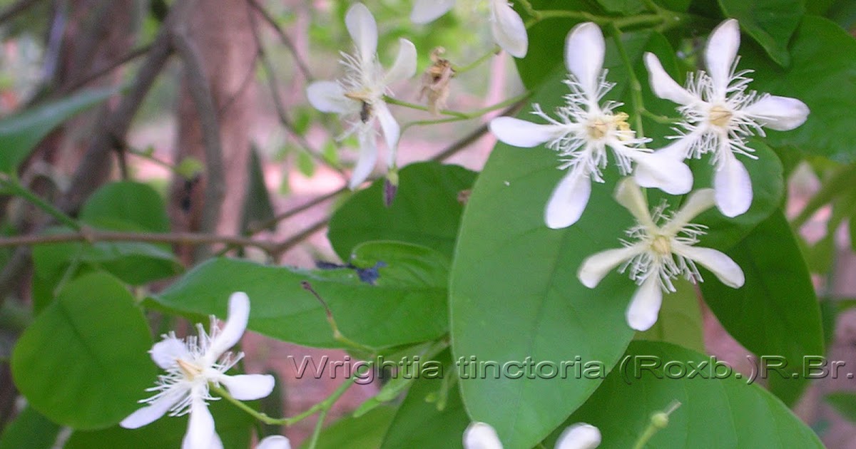 Medicinal Plants: Wrightia tinctoria dudhi Tella pala Vetpalai Svetakutaja