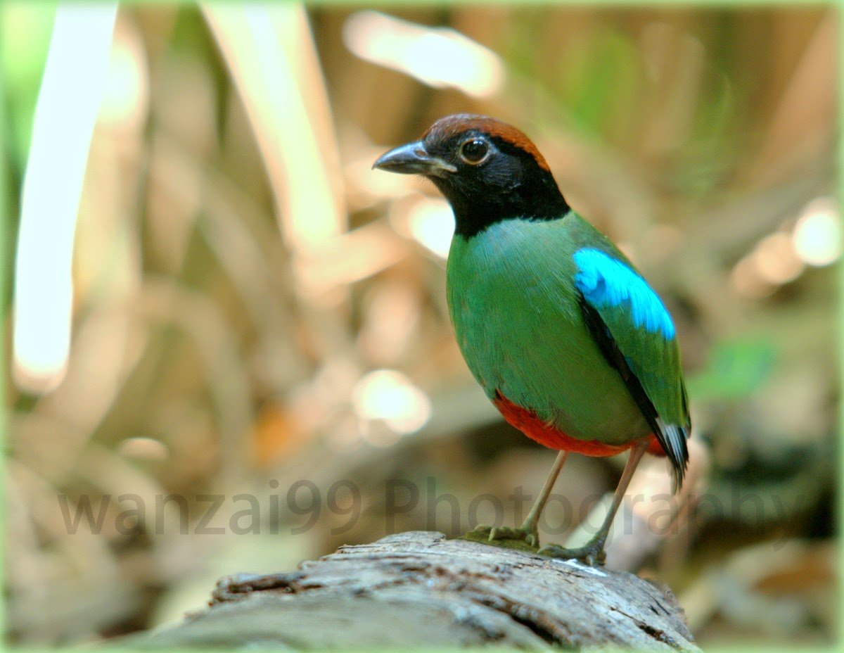 wanzai99 PHOTOGRAPHY: Burung Pacat Gembala Pelandok