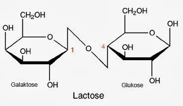 Ernæring, mat og kultur: Karbohydrat- Kroppens største energikjelde