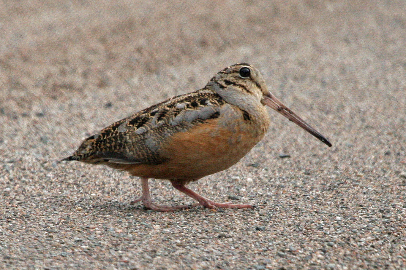 nature tales and camera trails: An American Woodcock crossing the road ...