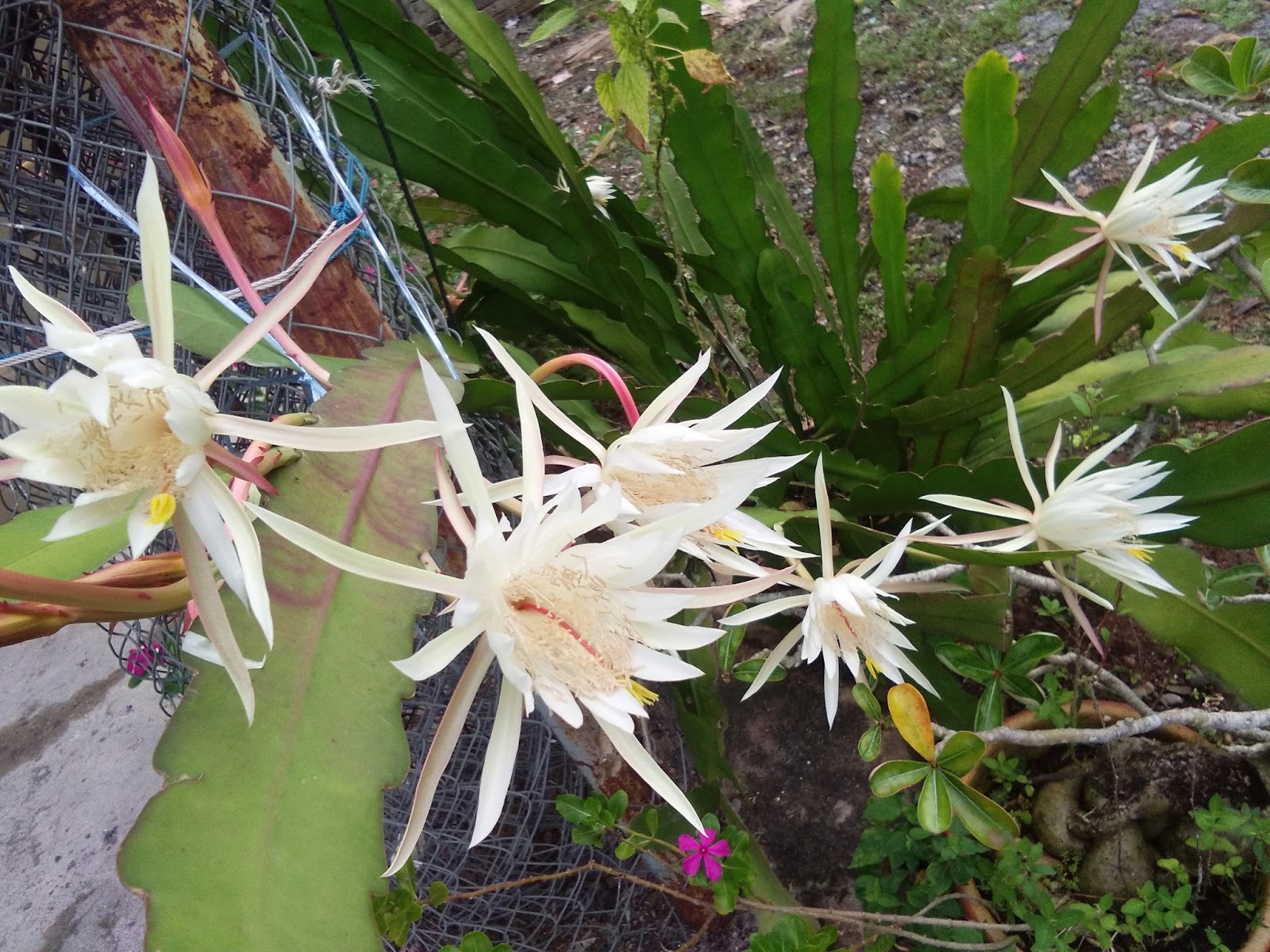 D' Qasih: bunga bakawali