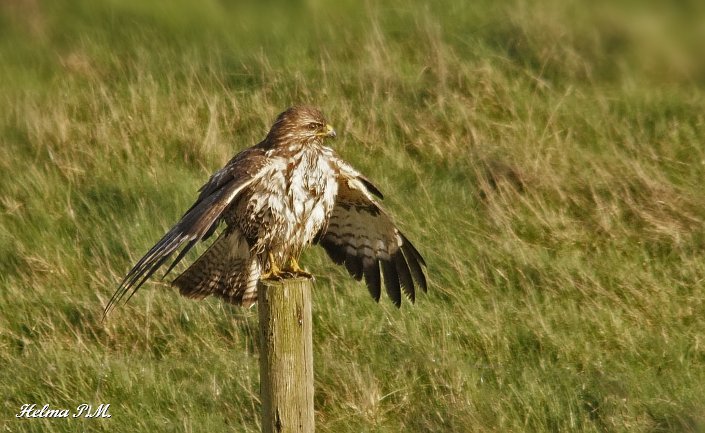 Helma's natuurfoto's: Torenvalk en Buizerd.........