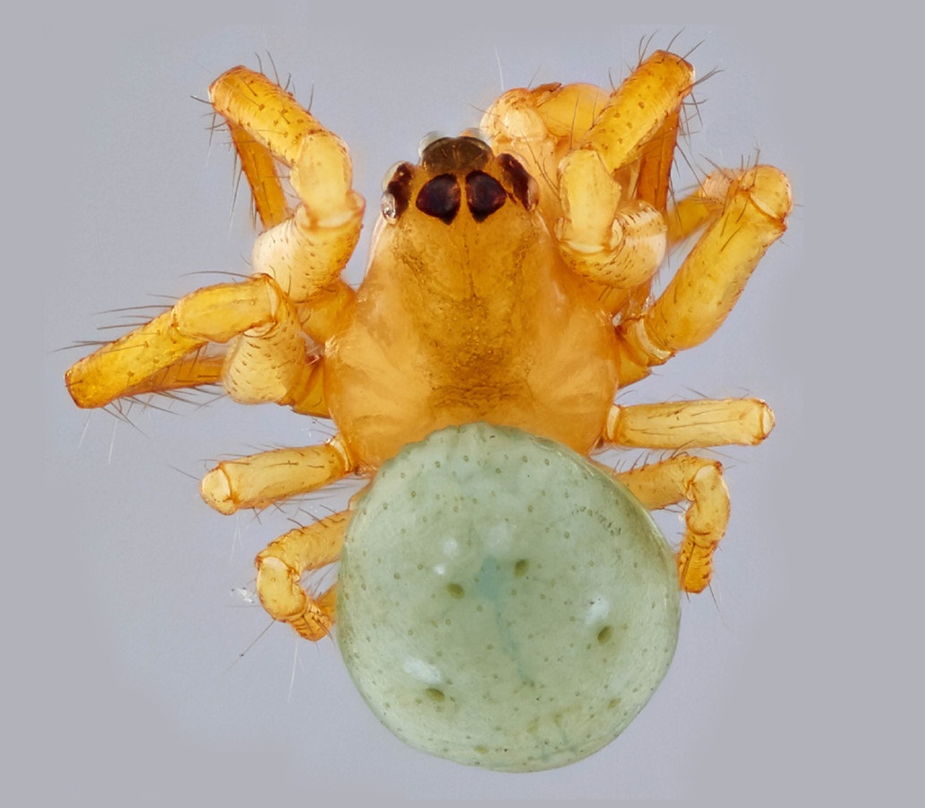 Species New to Science: [Arachnida • 2017] On Some Minuscule Spiders ...