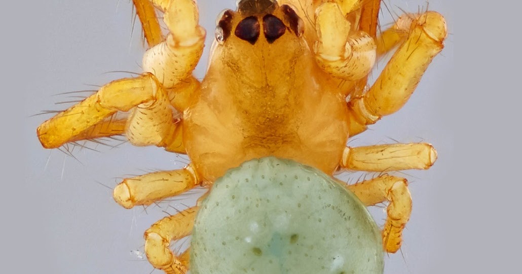 Species New to Science: [Arachnida • 2017] On Some Minuscule Spiders ...