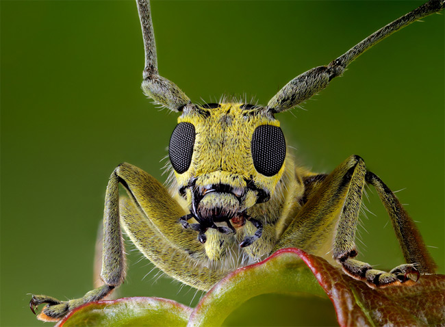 Top 10 Macro Photographs of Insects - Just Amazing Things