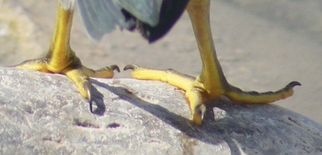 Butler's Birds: Bird Feet