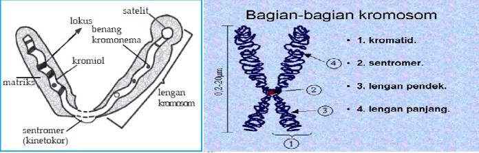 BIOLOGI MANIA: SUBSTANSI GENETIKA (bagian 1)