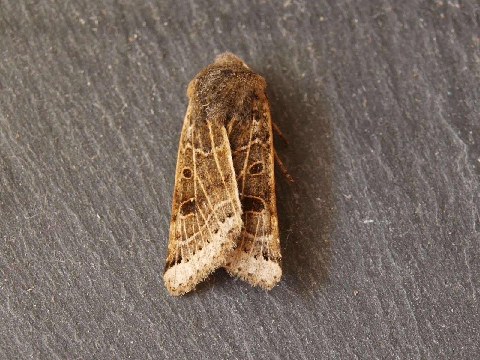 Ragged Robin's Nature Notes: Garden Moths and Autumn is Arriving in the ...