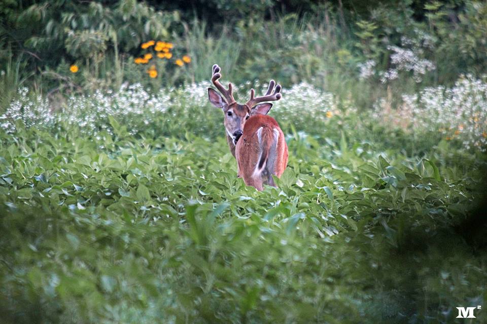 Deer Antler Velvet – What is is and How it's used ~ Campbell Cameras ...