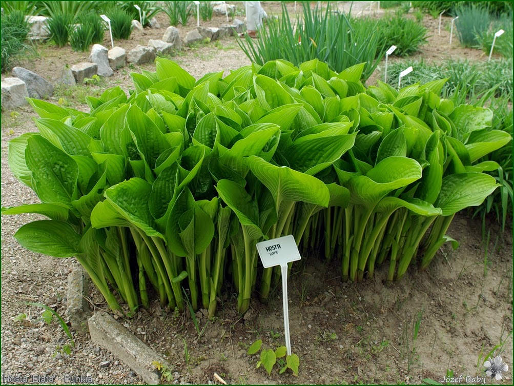 Plant Gallery - Encyklopedia Roślin: Hosta 'Elata' - Funkia 'Elata'