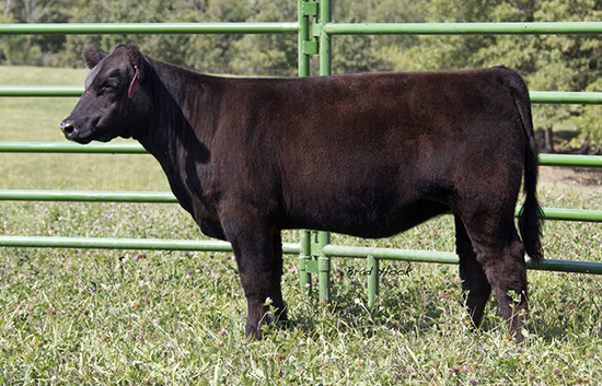 Lautner Farms: Greiner Farms & Reck Show Cattle Online Sale - September ...