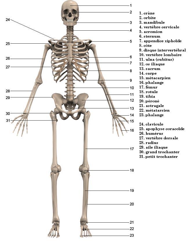 bodybuilding-univers-muscle: BODYBUILDDING:Anatomie du corps humain