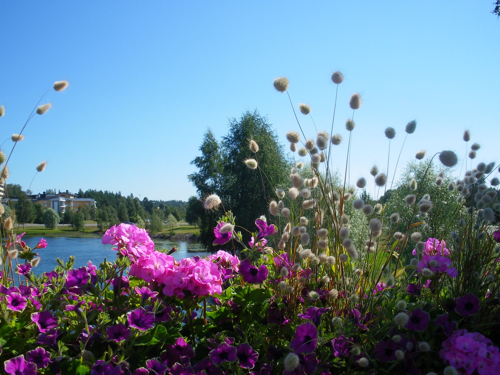 Surströmmingen: Sommarbilder