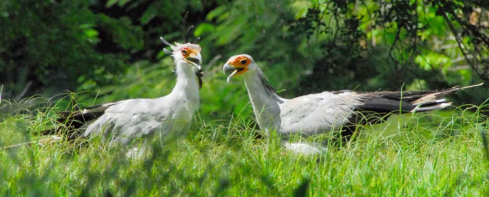 Aves: EL PÁJARO SECRETARIO