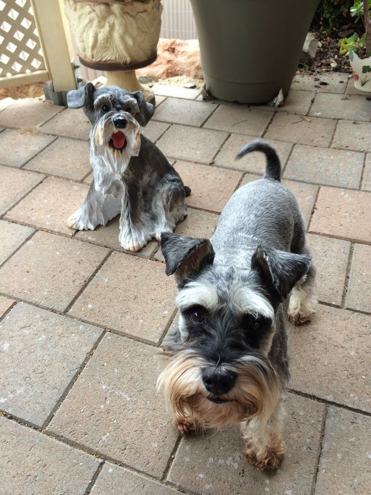 Rubie a Miniature Schnauzer: A Traumatic Friday ..... in amongst a FUN ...