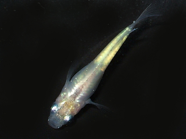 Goldfish Garage: A Two Car Fishroom: Medaka: Japanese Rice fish ...