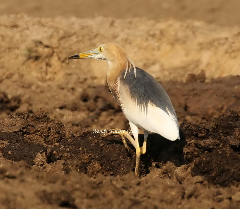 Wendy Nature Guide: Langkawi Birdwatching: Recent Highlights Part 3 ...
