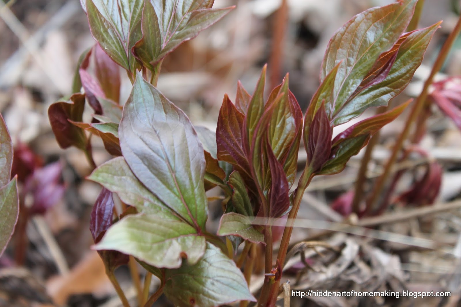 hidden art of homemaking: Good Friday