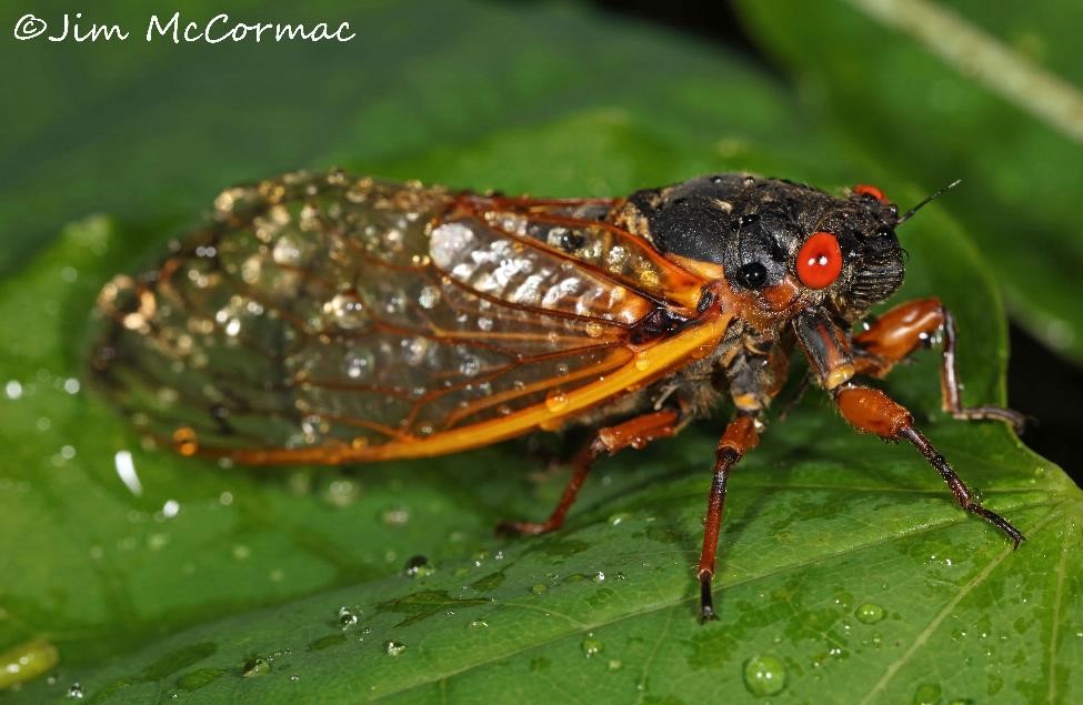 Ohio Birds and Biodiversity: 17-year brood of cicadas becomes feast for ...