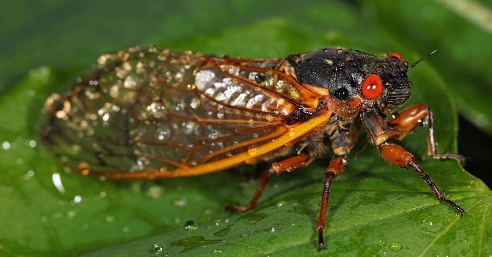 Ohio Birds and Biodiversity: 17-year brood of cicadas becomes feast for ...