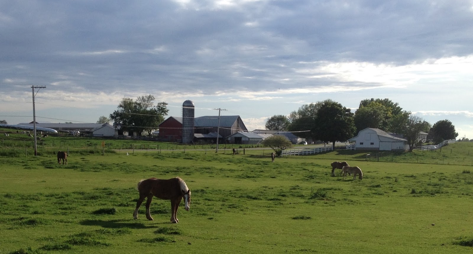 Amish Horses: Amish Farm Tour