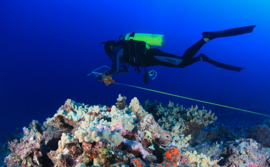 Waikīkī Aquarium: Blog 4 - Maro Reef