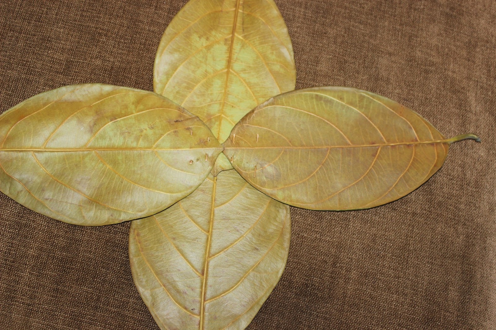 Deepa's Rasoi: Kottige / Gunda (Idlis steamed in Jackfruit leaves ...