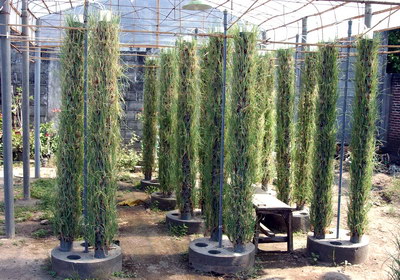 MODERN FARMS: CARA TANAM TEKHNIK VERTIKULTUR