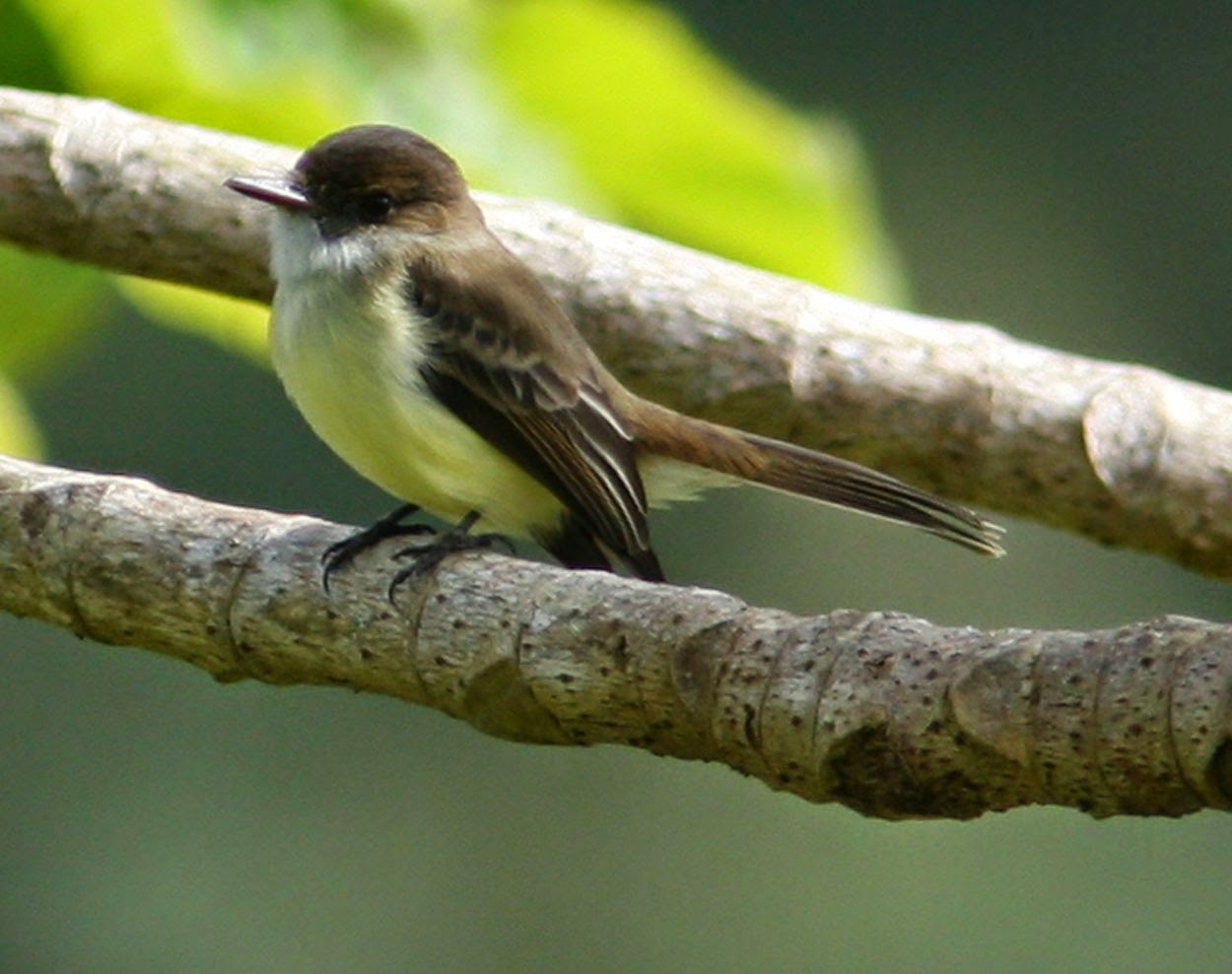 Sad Birds I am so Lonely I'm So Lonely...