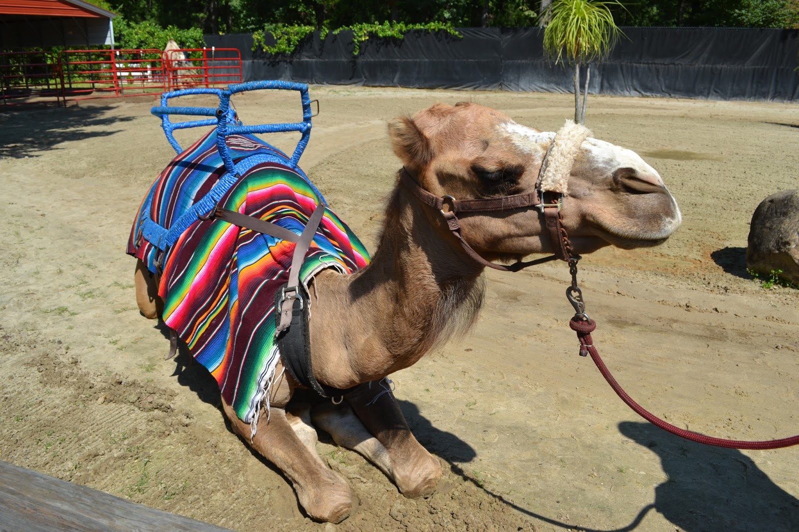 Wildlife Wizard: Walking in Memphis!