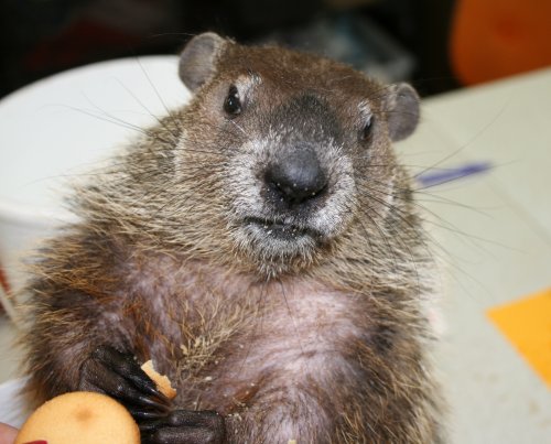 Hip In Detroit: Happy Groundhog Day!!!