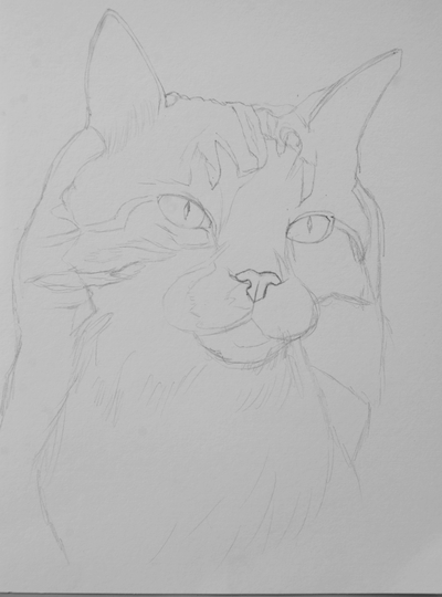 Le blog animalier : Portraits d'animaux