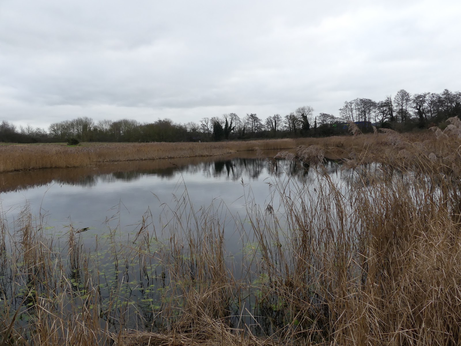 Ragged Robin's Nature Notes: A Visit to Marsh Lane Nature Reserve
