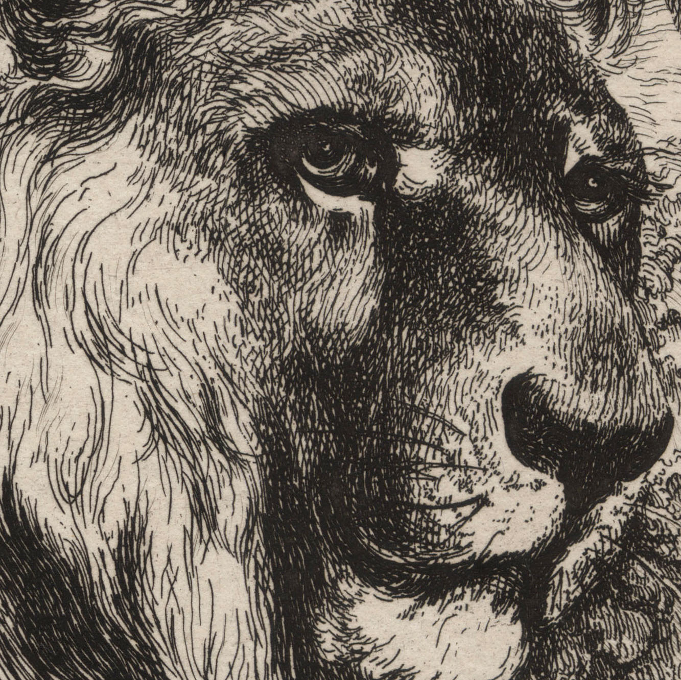 Prints and Principles: Dominique Vivant Denon's etching, "Two Lions and ...