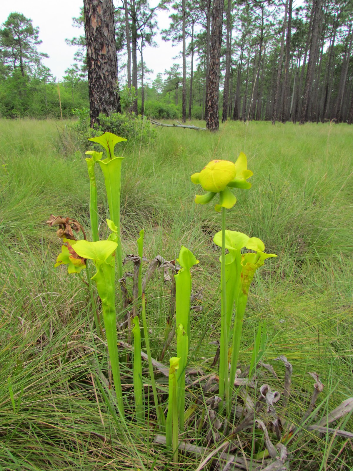 Tim's Backyard: Carnivorous Garden