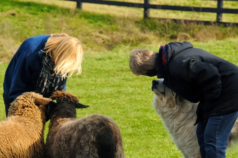 Punkin's Patch: Hug A Sheep Day