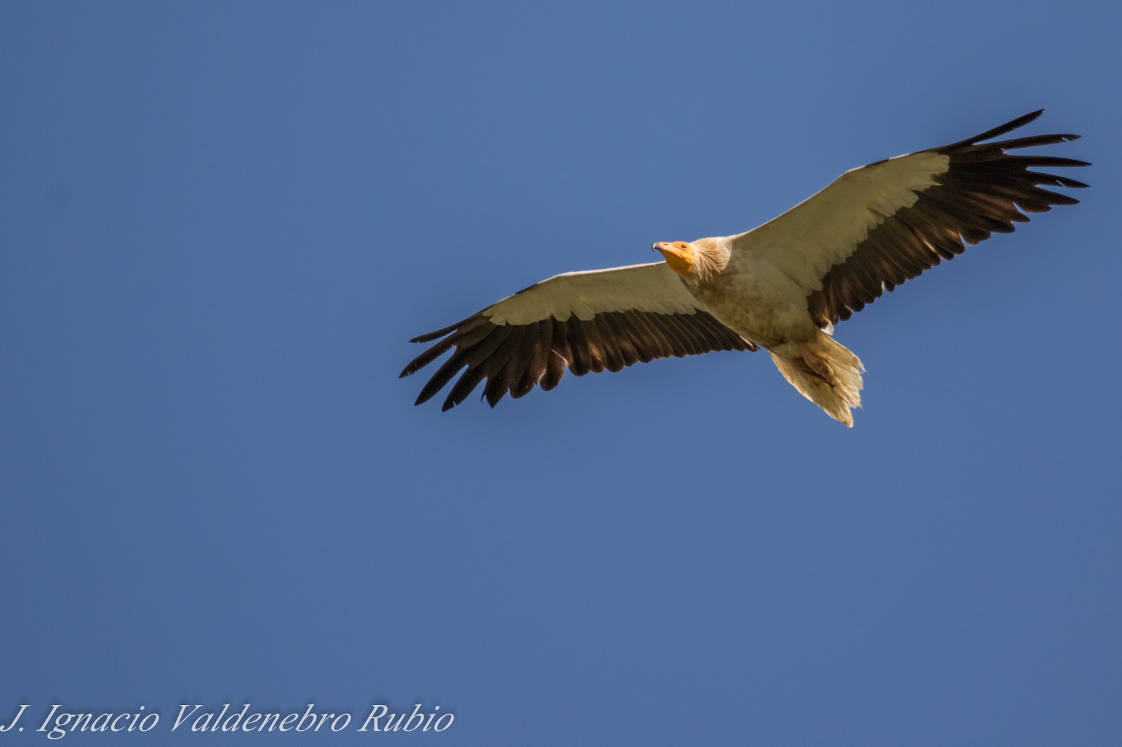 DocNatureBlog: El Buitre blanco y sabio. Alimoche común (Neophron ...