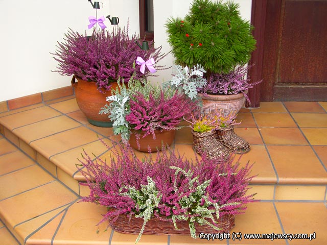 Udomowiona: wrzosy - jesienne kompozycje