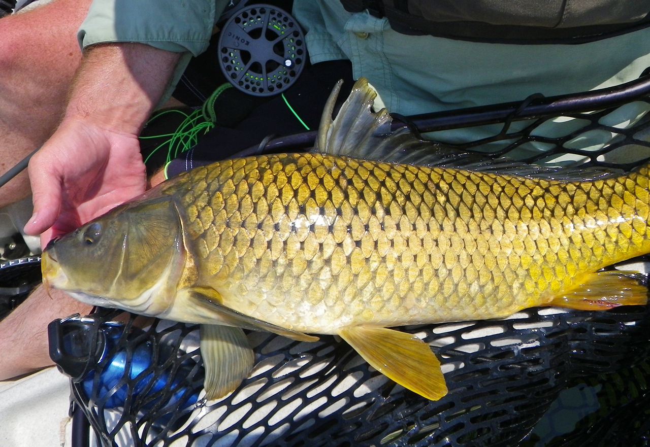 Fish On!: Cyprinus Carpio