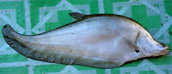 Yellow: Deskripsi Ikan Belida (Chitala lopis)