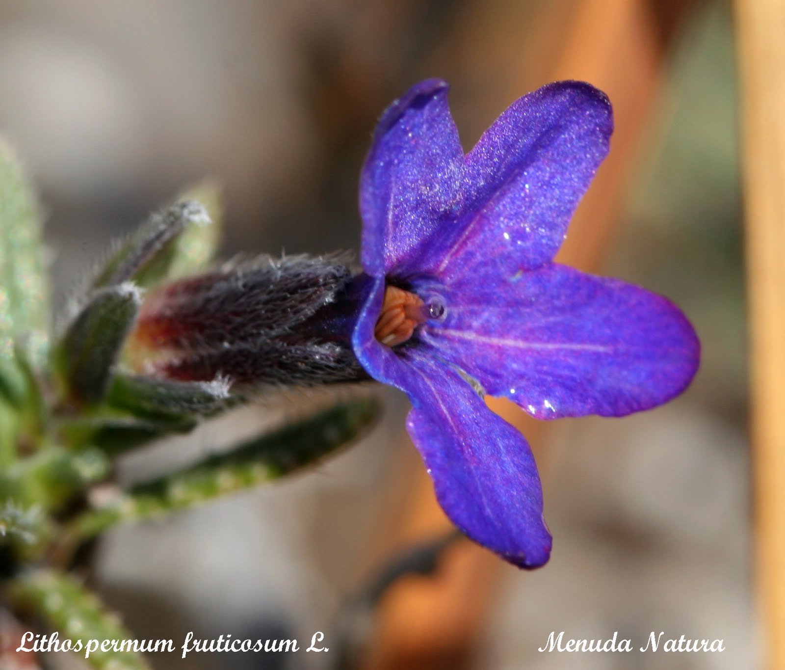 Menuda Natura: Lithospermum fruticosum L.