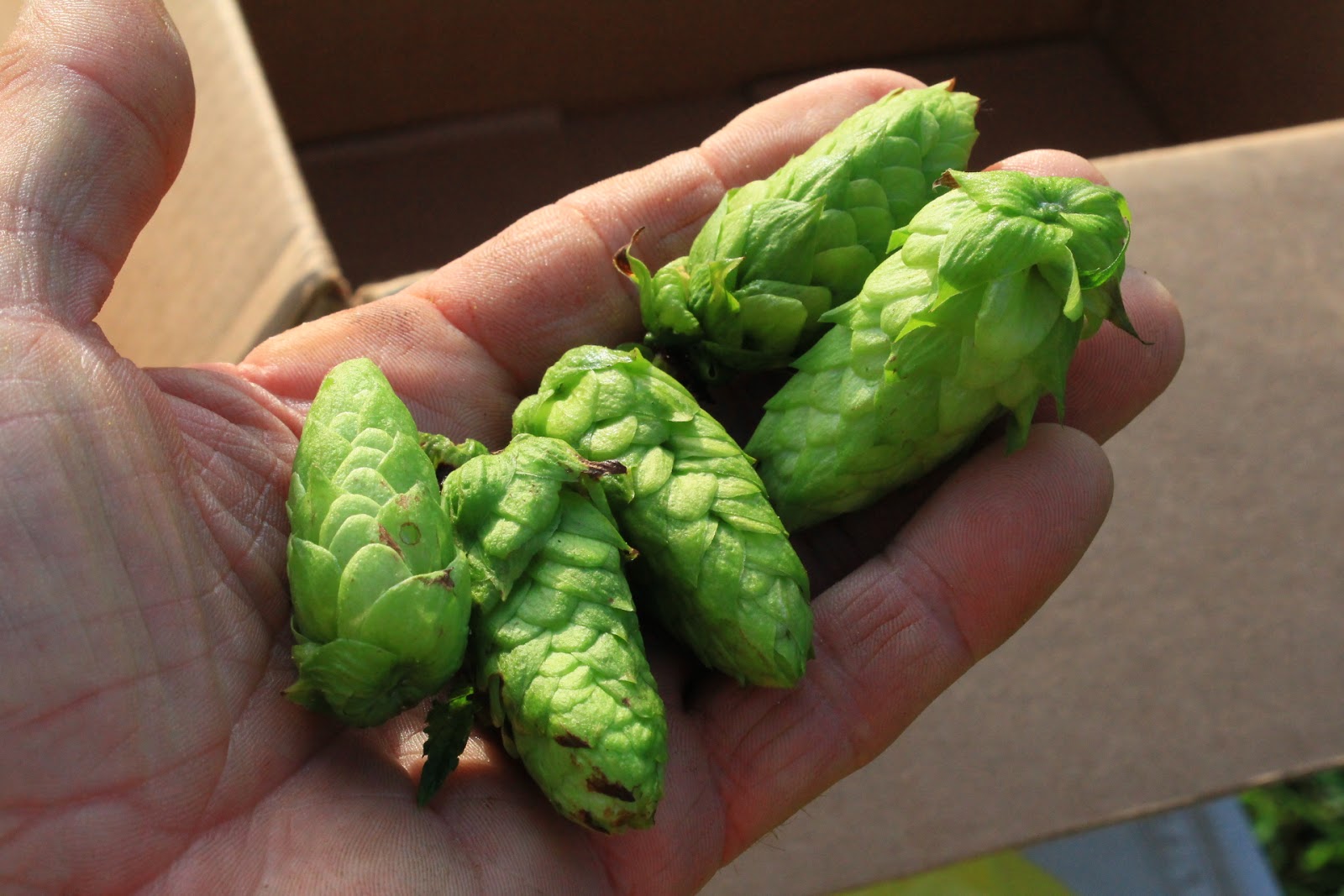 Hop'n Blueberry Farm News: Our Harvest Of Cascade Hops and The Cycle To ...